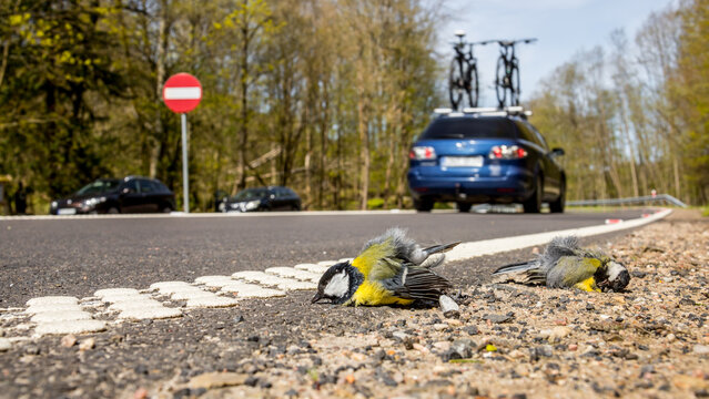 Roadkill Images – Browse 1,606 Stock Photos, Vectors, and Video | Adobe ...