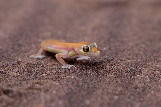 Namibgecko Images – Browse 31 Stock Photos, Vectors, and Video | Adobe ...