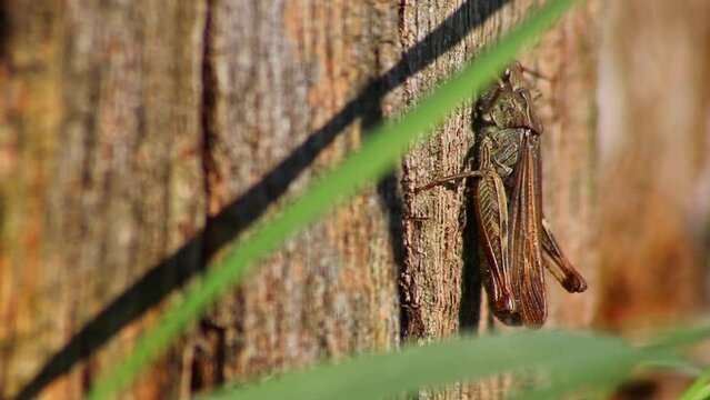 Imágenes de Chir: descubre bancos de fotos, ilustraciones, vectores y ...