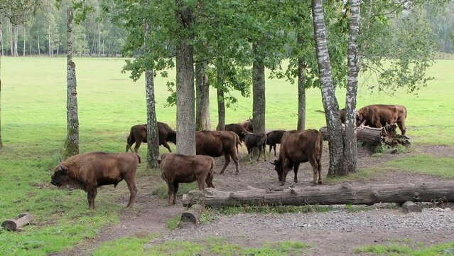 รูปภาพKrekenava – เลือกดูภาพถ่ายสต็อก เวกเตอร์ และวิดีโอ27 | Adobe Stock