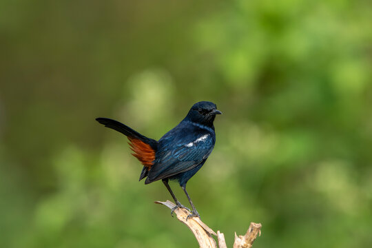 Indian Robin Bird