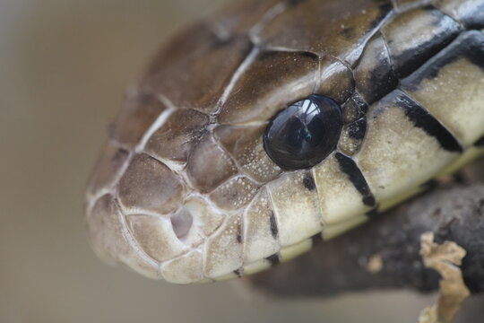 Imágenes de "Chicken Snake": descubre bancos de fotos, ilustraciones ...