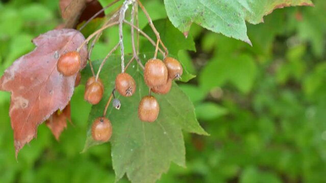 "Sorb Apple" Bilder – Durchsuchen 1,346 Archivfotos, Vektorgrafiken und ...