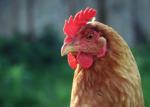 Farma Images – Parcourir 49,463 le catalogue de photos, vecteurs et ...