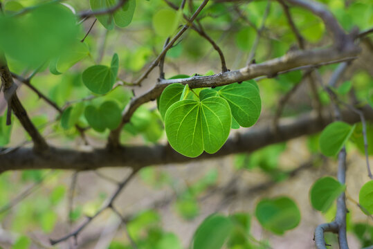 Apta Images – Browse 2,104 Stock Photos, Vectors, and Video | Adobe Stock