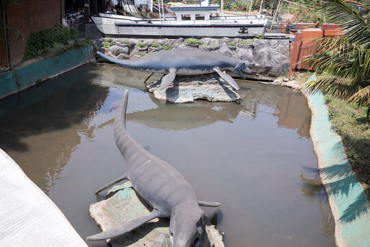 Imágenes de Thecodonts: descubre bancos de fotos, ilustraciones ...