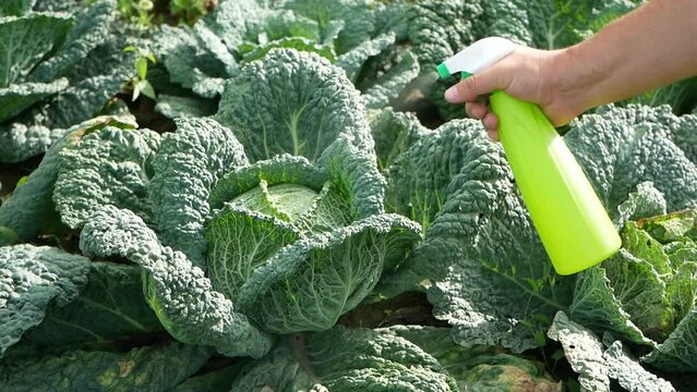 "Cabbage White Butterfly" Images – Browse 16,977 Stock Photos, Vectors ...