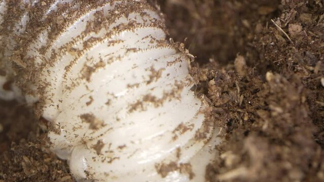 Grub Insect Images – Browse 10,987 Stock Photos, Vectors, and Video ...