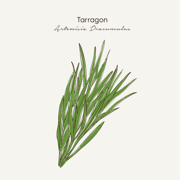 Taragon Bilder – Durchsuchen 419 Archivfotos, Vektorgrafiken und Videos ...
