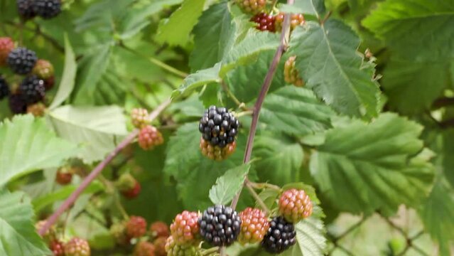 Caneberry Images – Browse 20,314 Stock Photos, Vectors, and Video ...