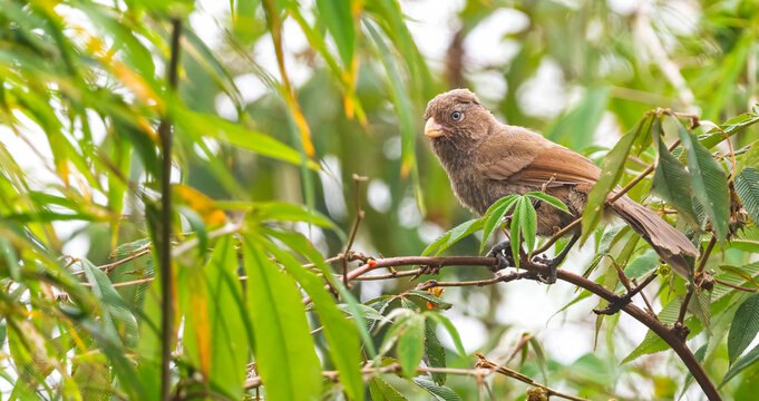 Parrotbill-Bilder: Stock-Fotos & -Videos. | Adobe Stock