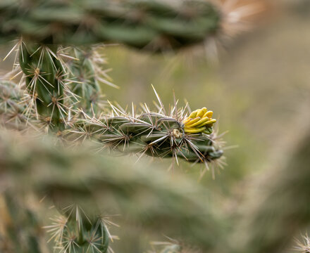 "Christmas Cholla" Images – Browse 140 Stock Photos, Vectors, and Video ...