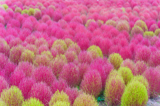 "Kokia Images – Browse 5,174 Stock Photos, Vectors, and Video | Adobe Stock
