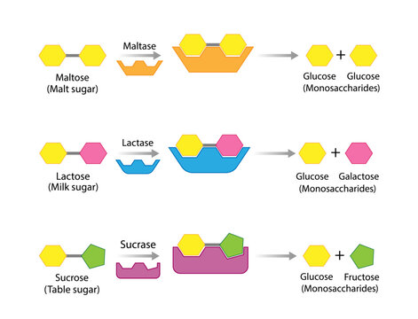 Carbohydrases Images – Browse 78 Stock Photos, Vectors, and Video ...