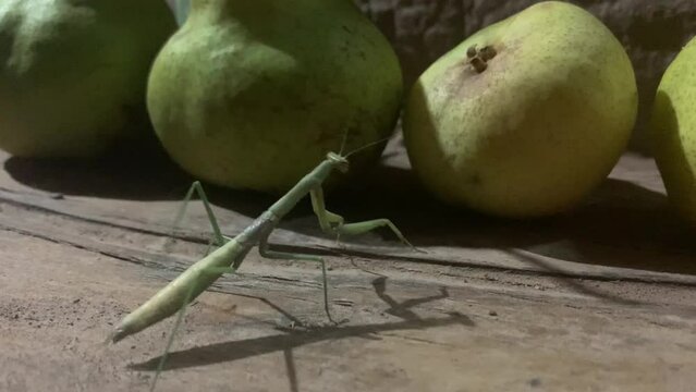 Amantis Images – Browse 61 Stock Photos, Vectors, and Video | Adobe Stock