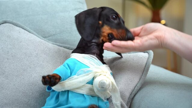 「Pleadingly」の写真素材 | 533件の無料イラスト画像 | Adobe Stock