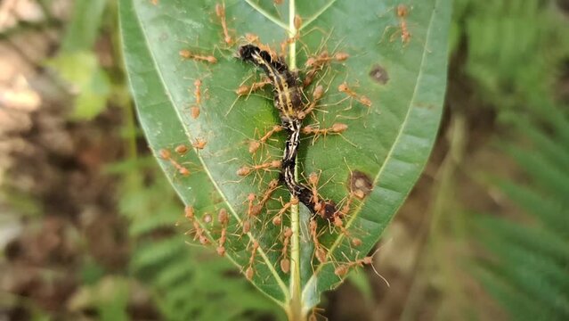 Obrazy (Gaster) — zdjęcia, wektory i wideo bez tantiem (3,214) | Adobe ...