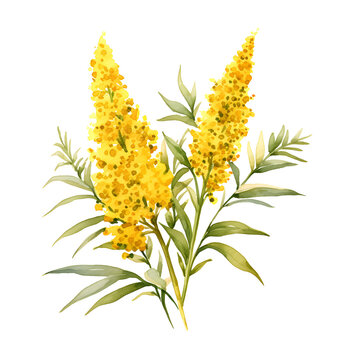 Goldenrod Watercolor Images – Browse 1,078 Stock Photos, Vectors, and ...