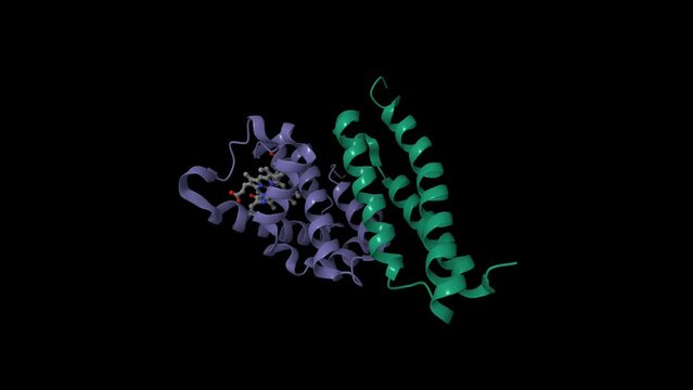 รูปภาพHemoglobin – เลือกดูภาพถ่ายสต็อก เวกเตอร์ และวิดีโอ55,488 | Adobe ...