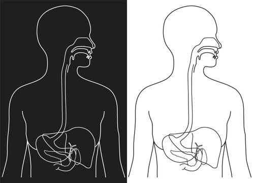 Gi System Images – Browse 756 Stock Photos, Vectors, and Video | Adobe ...