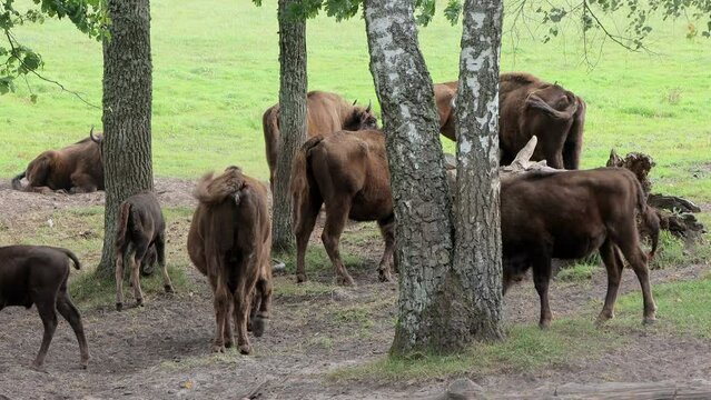 「Krekenava」の写真素材 | 33件の無料イラスト画像 | Adobe Stock