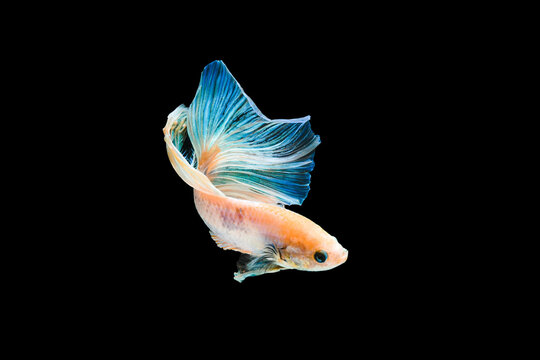 "Fish On Black Background" Images – Browse 497 Stock Photos, Vectors ...