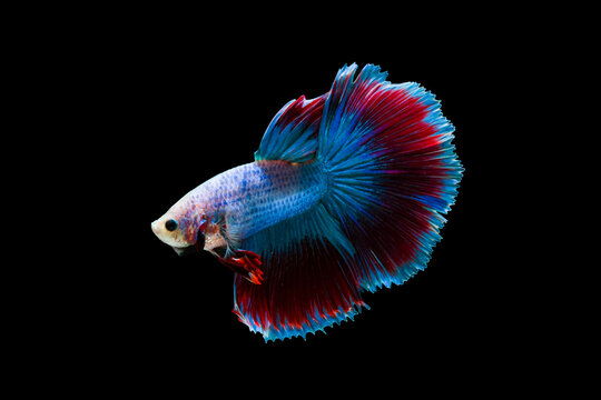 "Fish On Black Background" Images – Browse 505 Stock Photos, Vectors ...