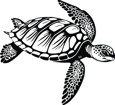 Turtle Vector Free Download