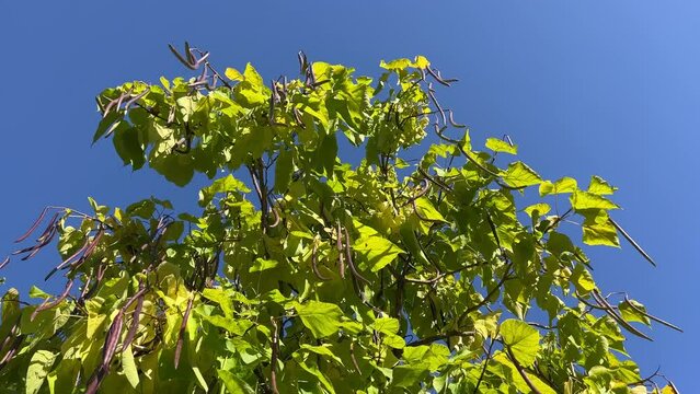 "Cigar Tree" Images – Browse 230 Stock Photos, Vectors, and Video ...