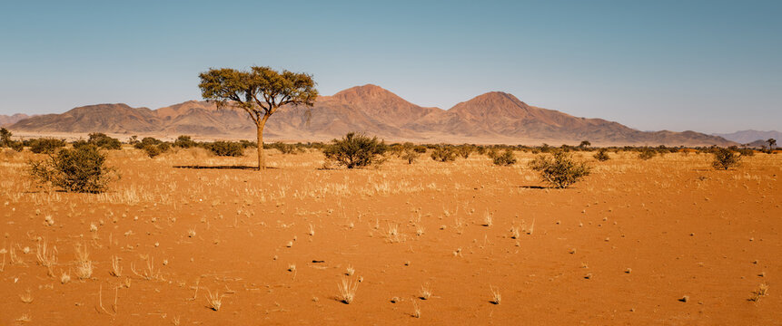 Kameeldoring Images – Browse 1,742 Stock Photos, Vectors, and Video ...