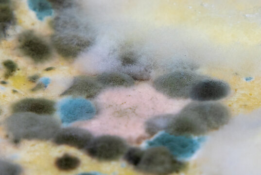 "Mold Fungus" Bilder – Durchsuchen 658 Archivfotos, Vektorgrafiken und ...
