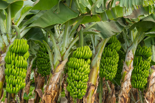 "Plantain Tree" Images – Browse 67,420 Stock Photos, Vectors, and Video ...