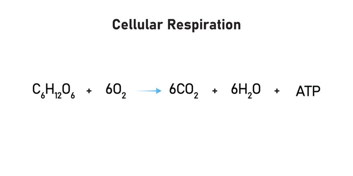 Equation For Cellular Respiration