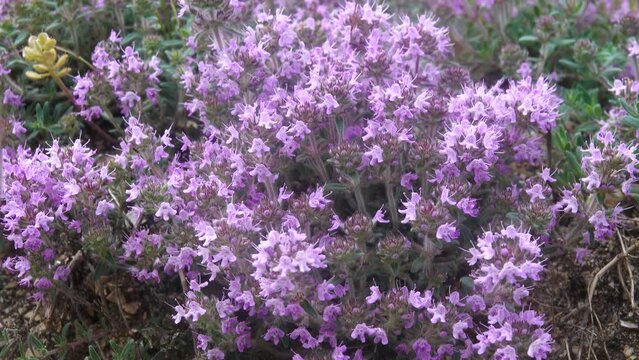 "Creeping Thyme" Images – Browse 4,408 Stock Photos, Vectors, and Video ...