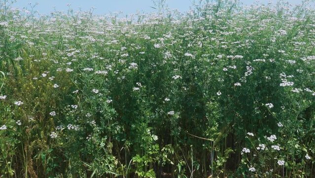 "Coriander Field" Images – Browse 113 Stock Photos, Vectors, and Video ...