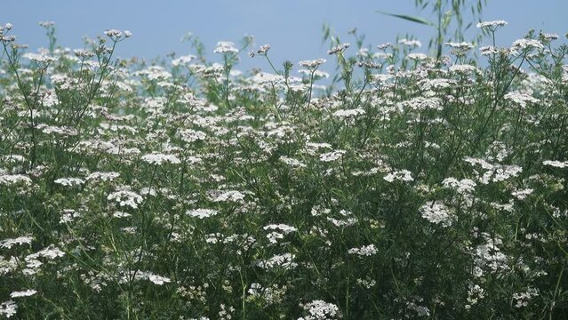 "Coriander Field" Images – Browse 83 Stock Photos, Vectors, and Video ...