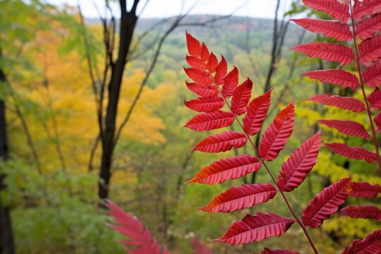 "Poison Sumac" Bilder – Durchsuchen 187 Archivfotos, Vektorgrafiken und ...