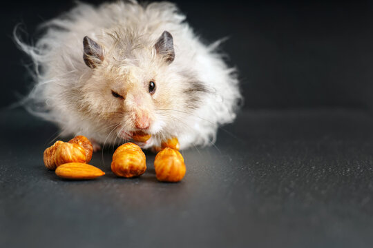 Hamsterbacken Bilder – Durchsuchen 3,071 Archivfotos, Vektorgrafiken ...