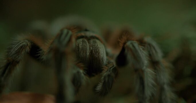 "Ambush Predator" Images – Browse 4,035 Stock Photos, Vectors, and ...