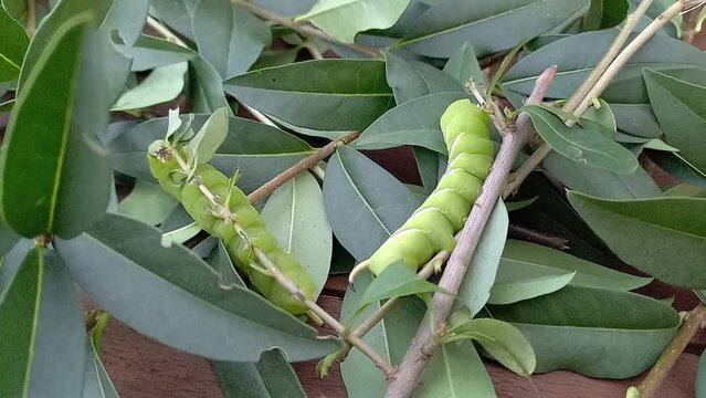 Privet Bilder – Durchsuchen 4,397 Archivfotos, Vektorgrafiken und ...