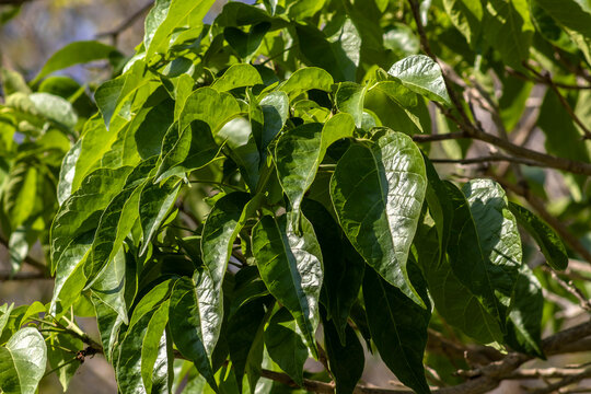 Tupi-Guarani Images – Browse 18 Stock Photos, Vectors, and Video ...