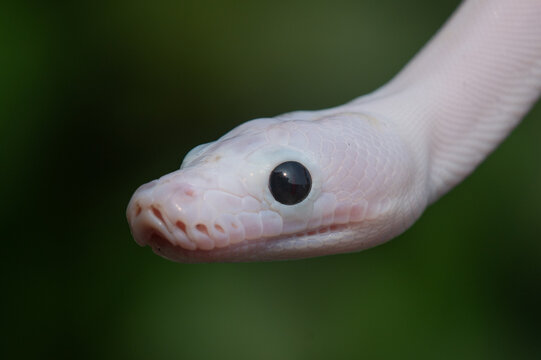 Asiatic Reticulated Python"」の写真素材 | 1,626件の無料イラスト画像 | Adobe Stock
