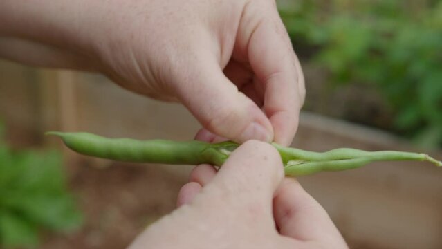 "Bean Pod" Bilder – Durchsuchen 959 Archivfotos, Vektorgrafiken und ...