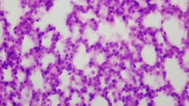 "Gas Exchange" Images – Browse 1,156 Stock Photos, Vectors, and Video ...