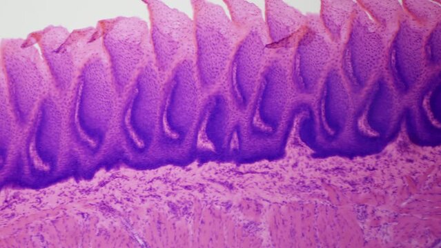 Tissue Human Images – Browse 74,405 Stock Photos, Vectors, and Video ...