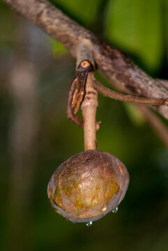 Cachiman Images – Browse 31 Stock Photos, Vectors, and Video | Adobe Stock