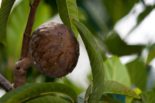 Cachiman Images – Browse 31 Stock Photos, Vectors, and Video | Adobe Stock