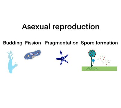 Spore Formation Asexual Reproduction