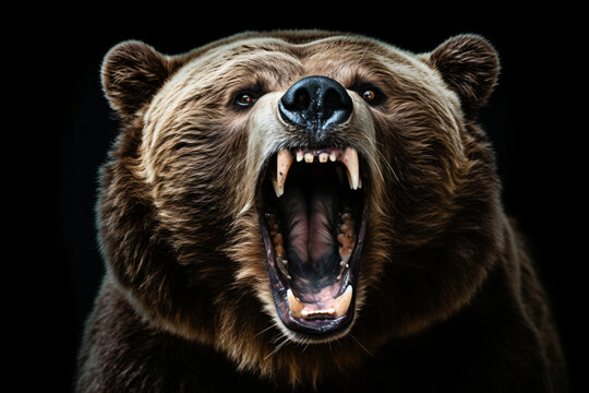 "Aggressive Bear"-Bilder: Stock-Fotos & -Videos. | Adobe Stock