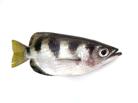 Archer-Fish Images – Browse 319 Stock Photos, Vectors, and Video ...